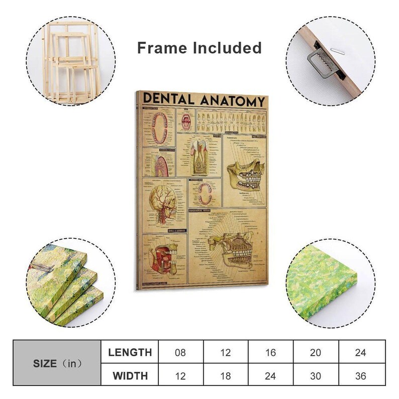 Dental Anatomy Art Print, Skull Diagram, Dentist Office Decor - Etsy