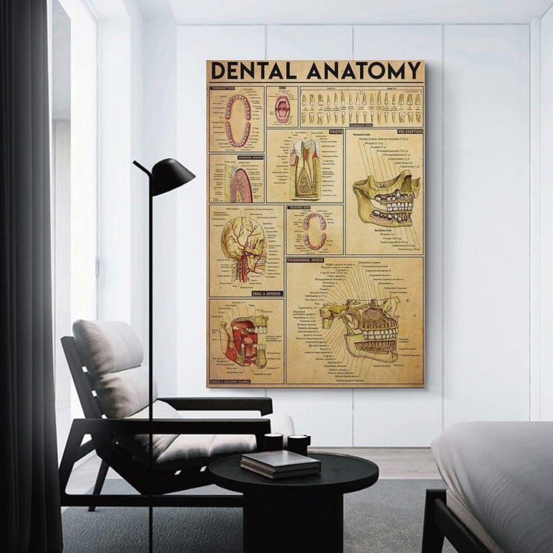 Dental Anatomy Art Print, Skull Diagram, Dentist Office Decor - Etsy