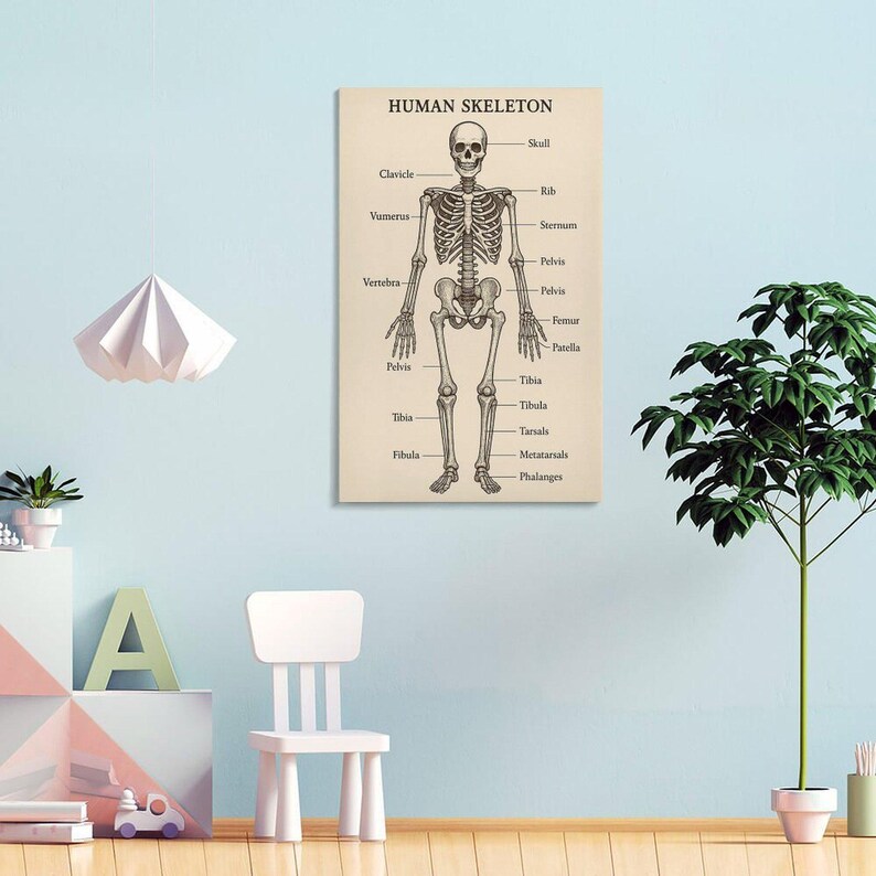 Retro Human Skeleton Diagram, Anatomy Art Canvas Print - Etsy