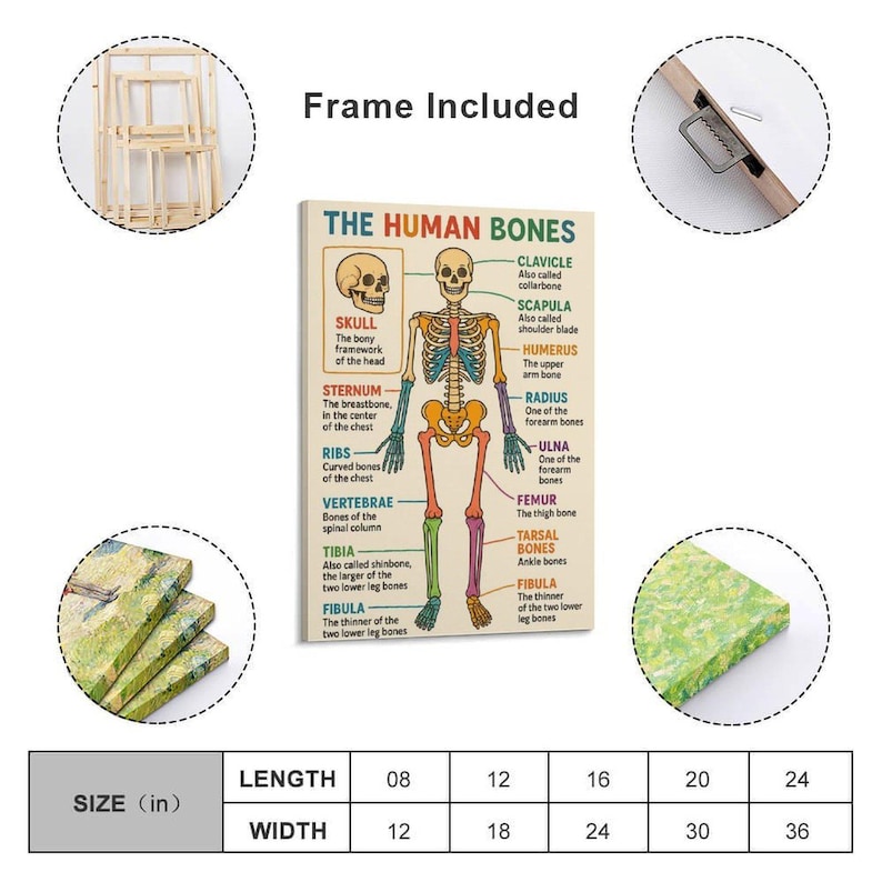 Human Skeletal Structure Diagramwall Art Posters, Canvas Printed ...