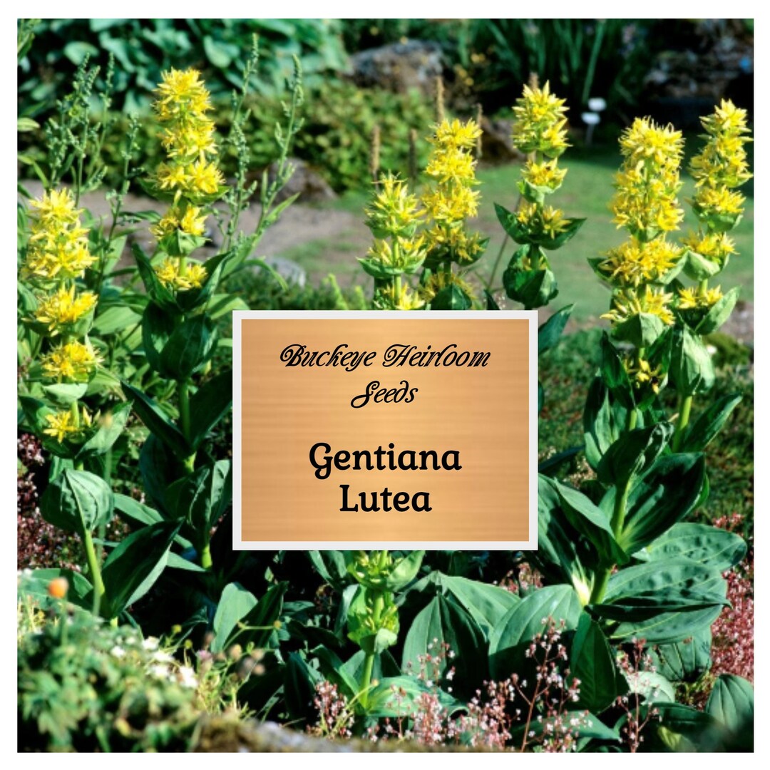 Gentiana Lutea - Yellow Gentian Seeds - Buckeye Heirloom Seeds - Etsy