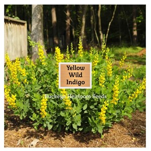 Yellow Wild Indigo - Sphaerocarpa - Seeds - Buckeye Heirloom Seeds - Etsy