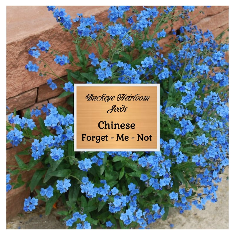 Chinese Forget Me Not - Etsy