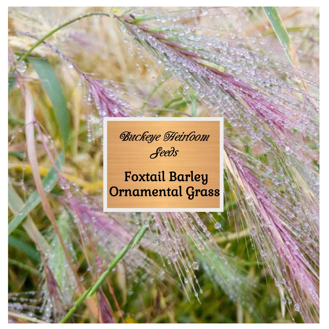 Hordeum Jubatum - Foxtail Barley - Squirrel Tail - Ornamental Grass ...