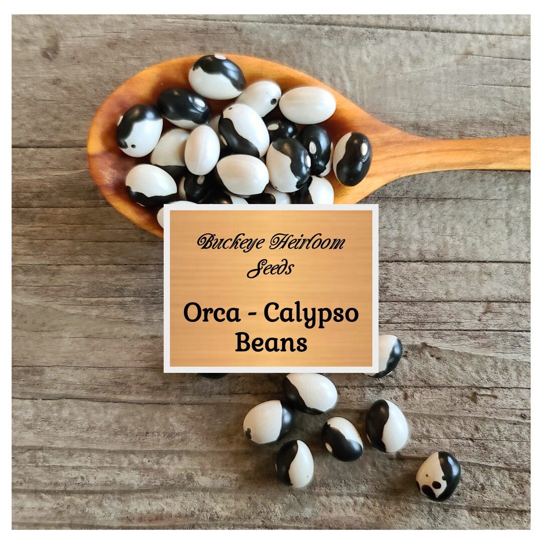 Bean, Calypso (orca) - 25 Seeds - Heirloom Vegetable - Open Pollinated ...