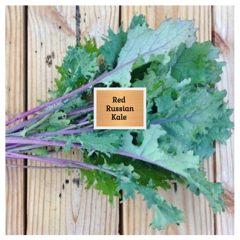 Red Russian - Kale Seeds - Culinary Herb - Salad Greens - GMO Free ...