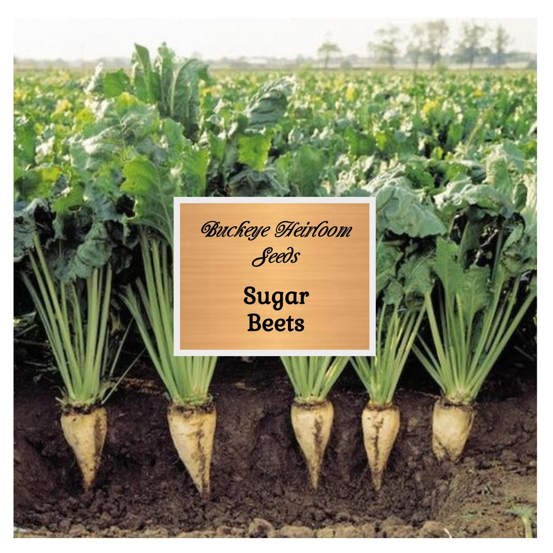 Sugar Beets Seeds - Organic - Non Gmo - Heirloom Seeds – Vegetable ...