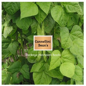 Cannellini Bush - Bean Seeds - Heirloom Open Pollinated - Non-gmo ...