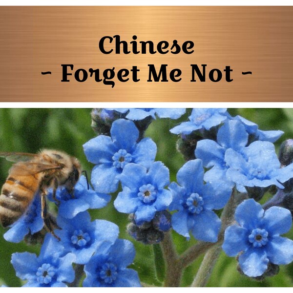 Chinese Forget Me Not - Etsy