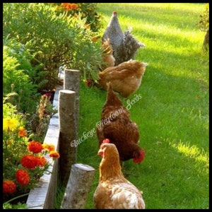 Chicken Forage Seed Mix - to Grow for Your Chickens - the Most ...