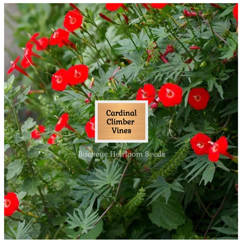 Cardinal Climber Vine Seeds (ipomoea Quamoclit Cardinalis) - Attracts ...