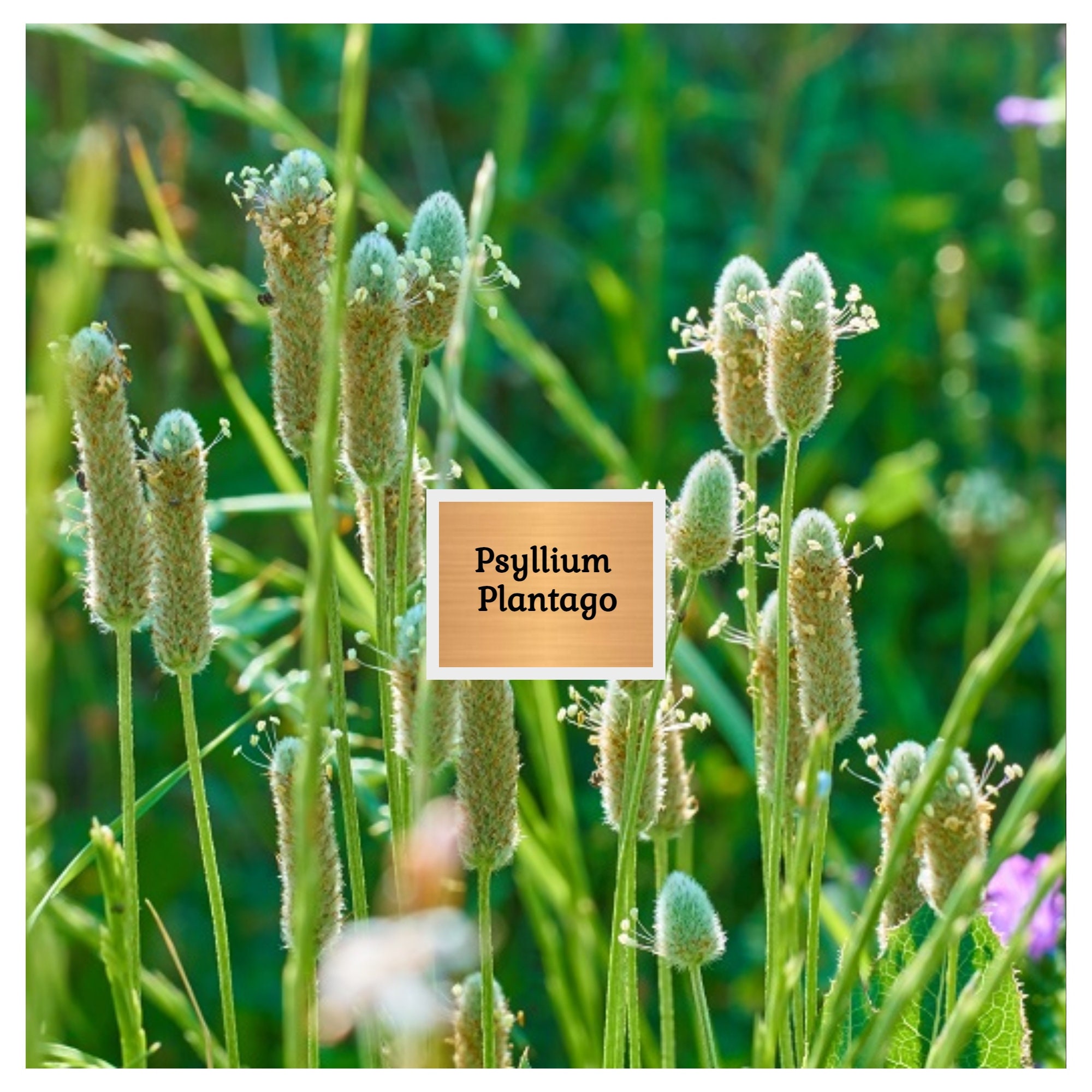 Psyllium Plant