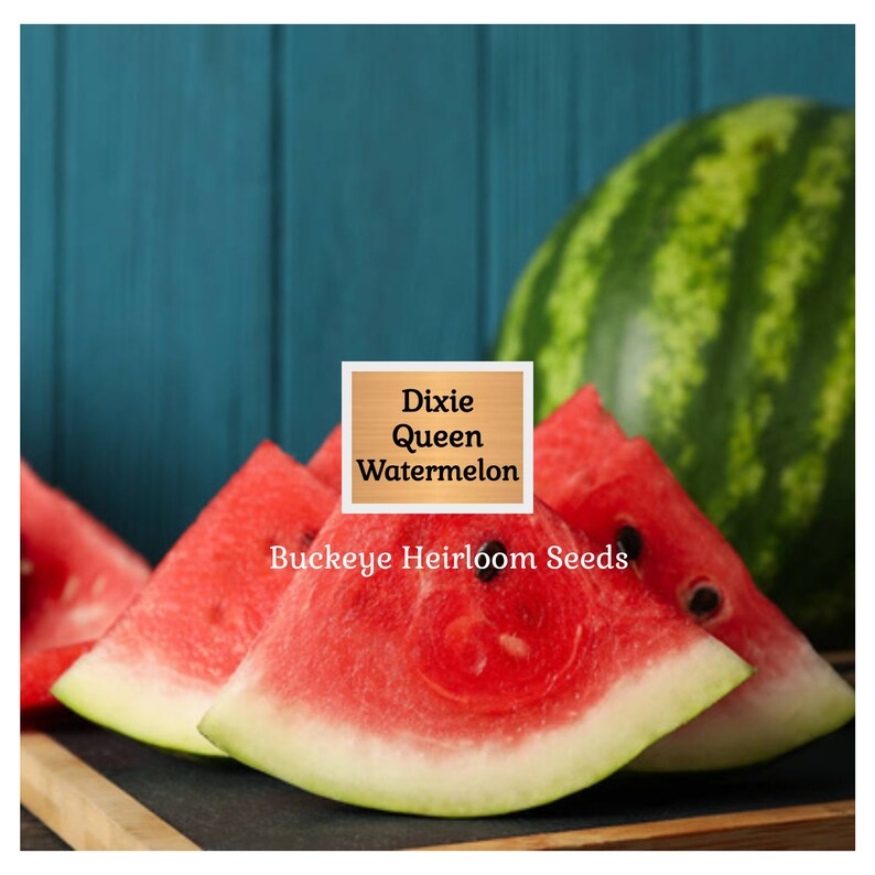 Watermelon, Dixie Queen Seeds - Heirloom - Buckeye Heirloom Seeds - Etsy