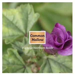 Malva Sylvestris - Seeds - Common Mallow - Perennial - Buckeye Heirloom ...
