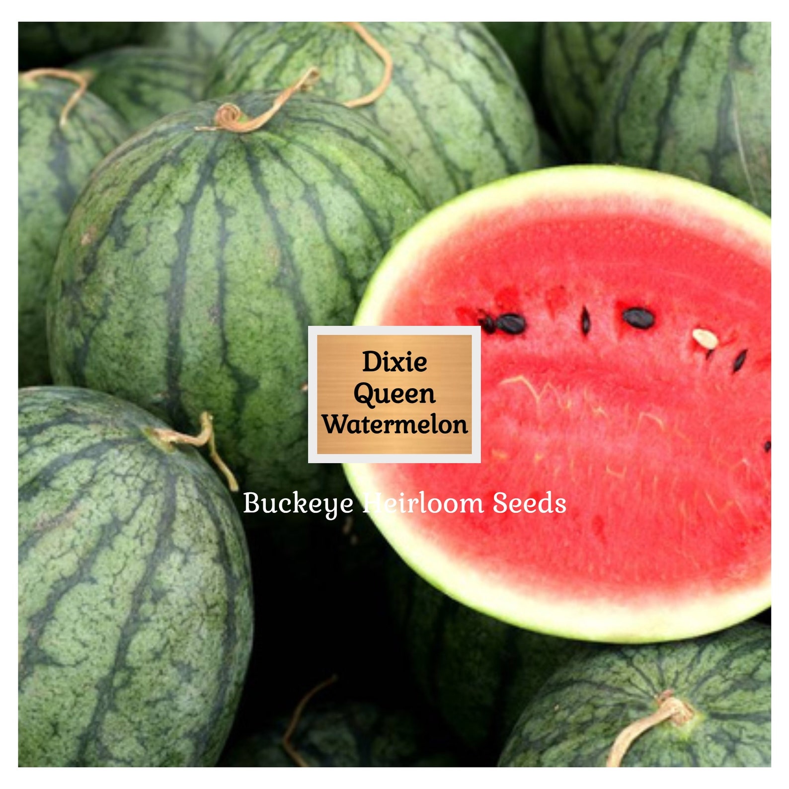 Watermelon, Dixie Queen Seeds - Heirloom - Buckeye Heirloom Seeds - Etsy