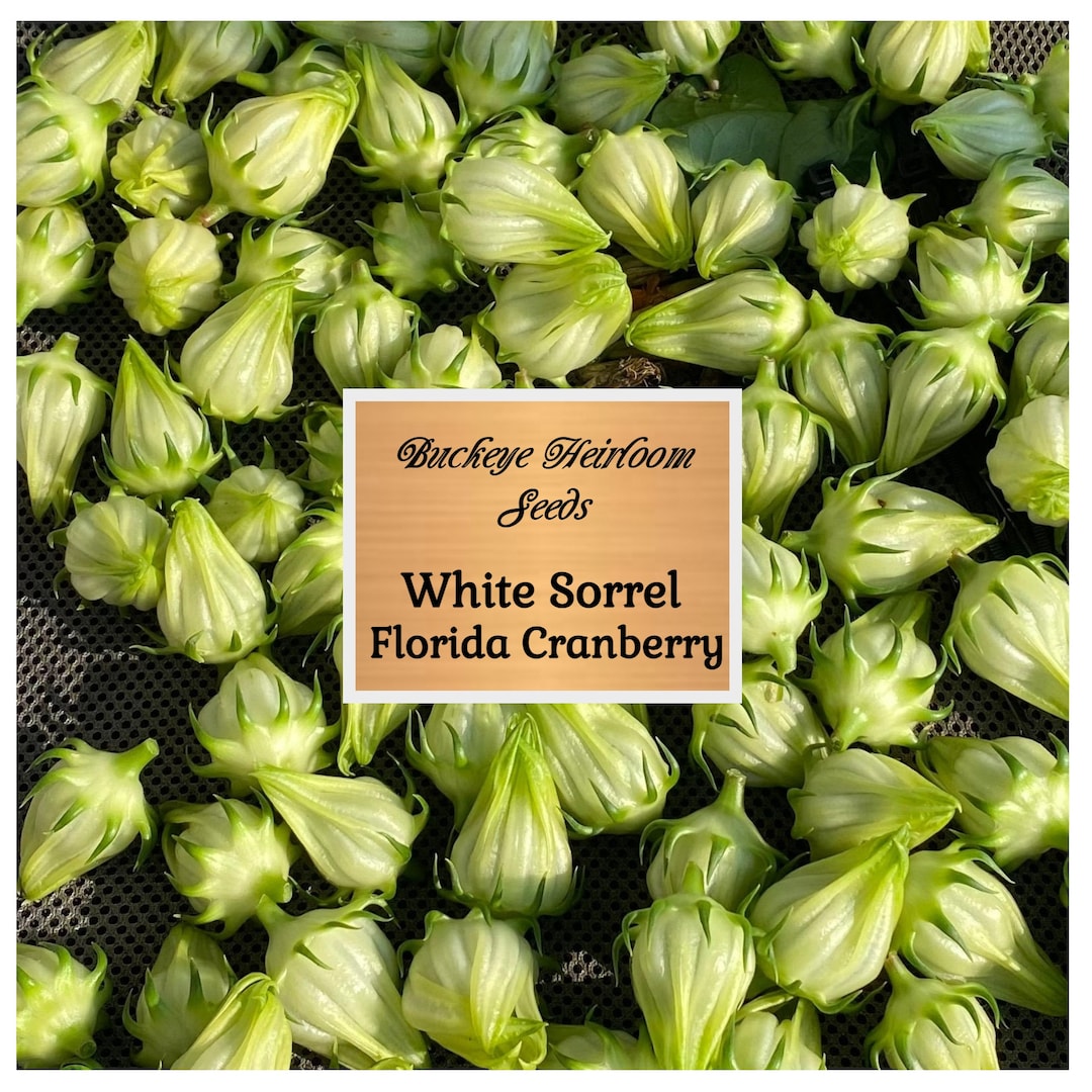 White Sorrel - Florida Cranberry - Hibiscus Sabdariffa Seeds - Roselle ...