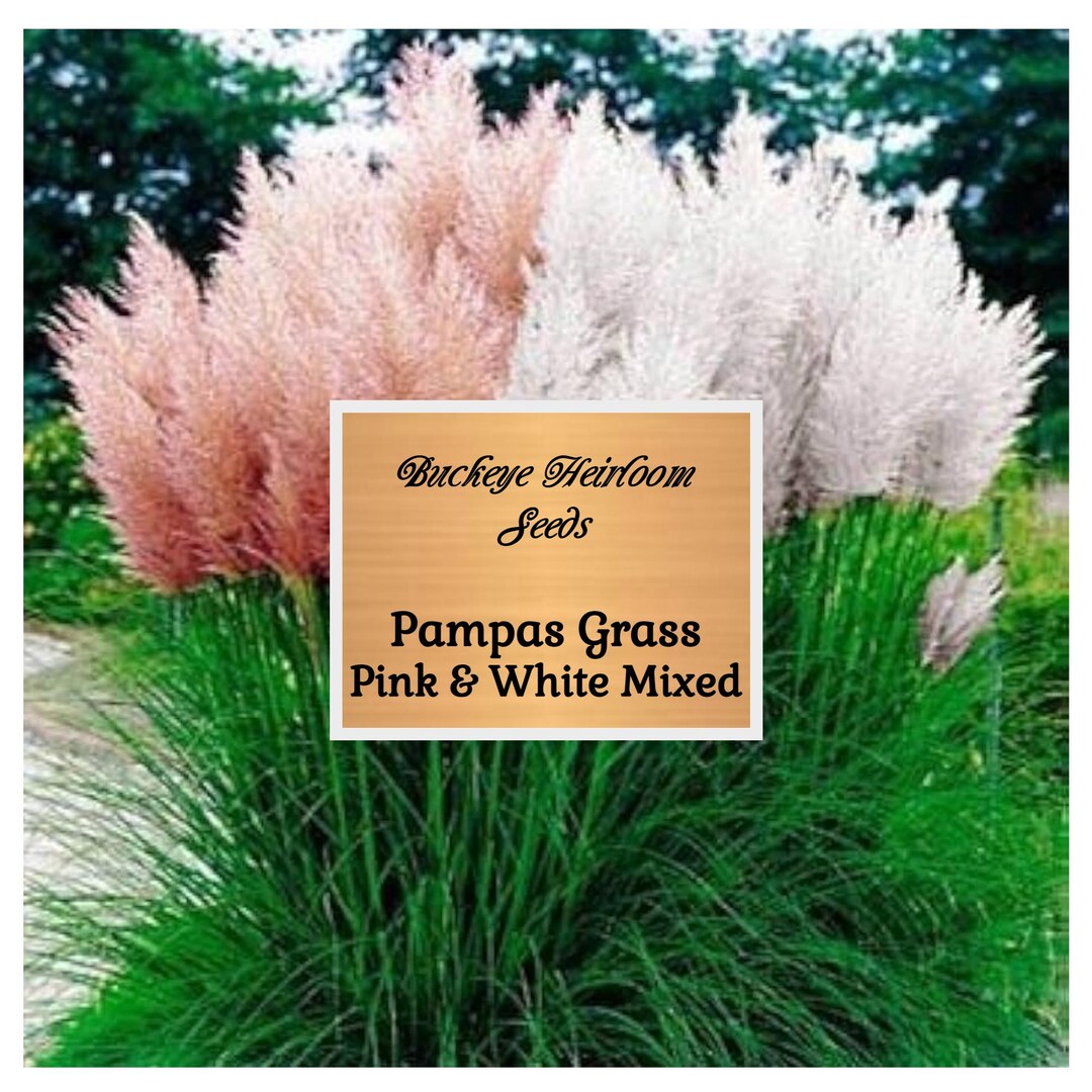 Pink & White Mixed Pampas Grass - Seeds - Stunning Ornamental Grass for ...
