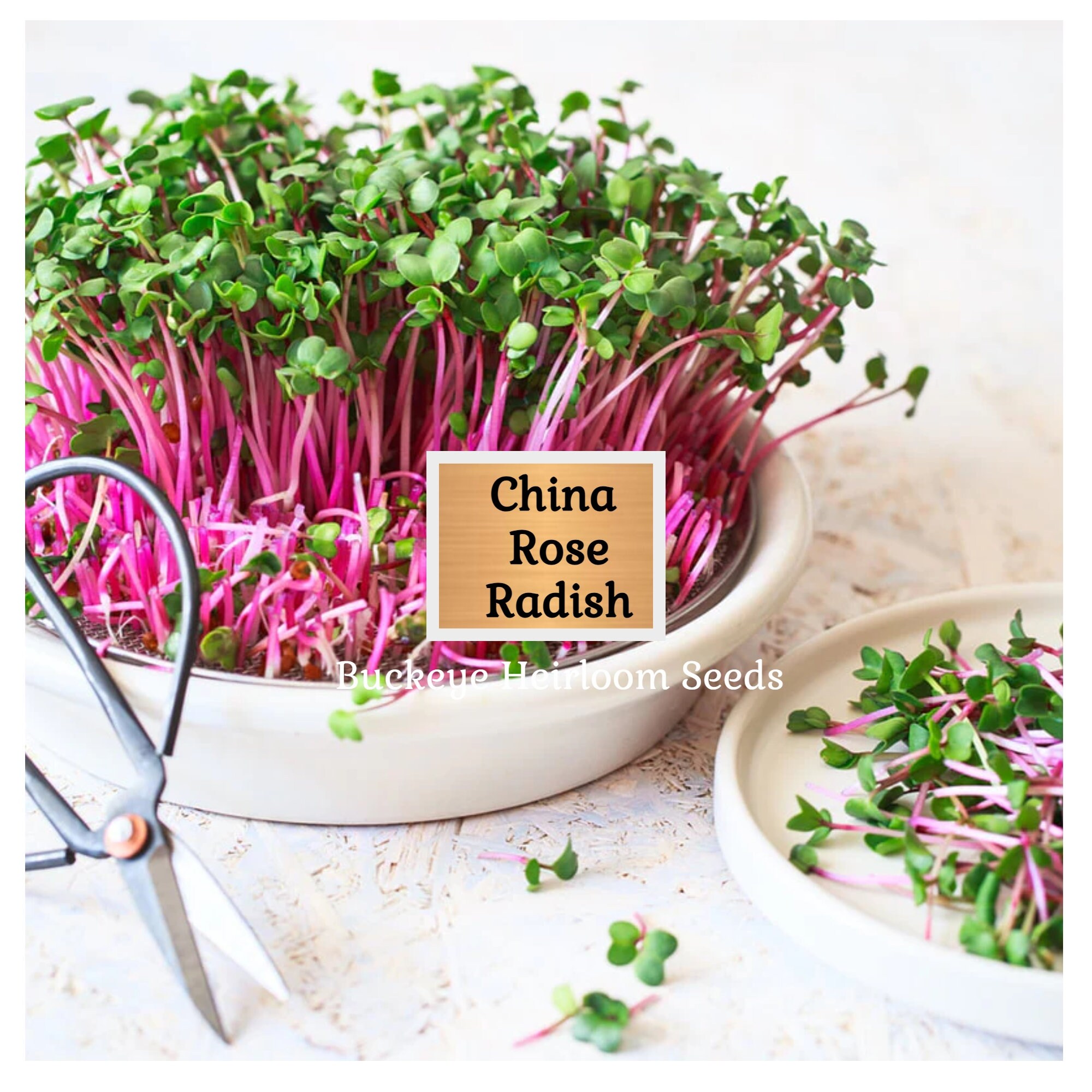 Radish China Rose Seed - (raphanus Sativus) - Heirloom - Non Gmo ...