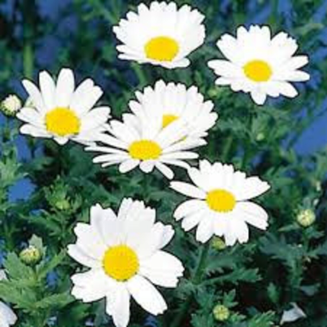 Creeping Daisy 100 Flower Seeds White Dwarf | Etsy