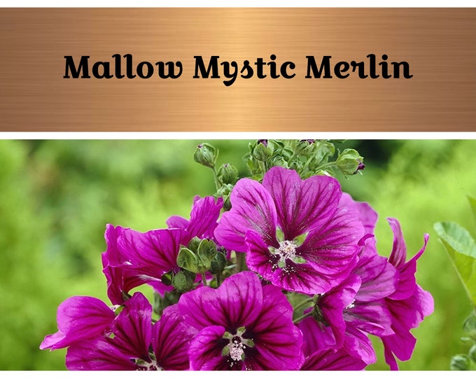 Mystic Merlin Mallow Malva Sylvestres 25 Seeds - Etsy