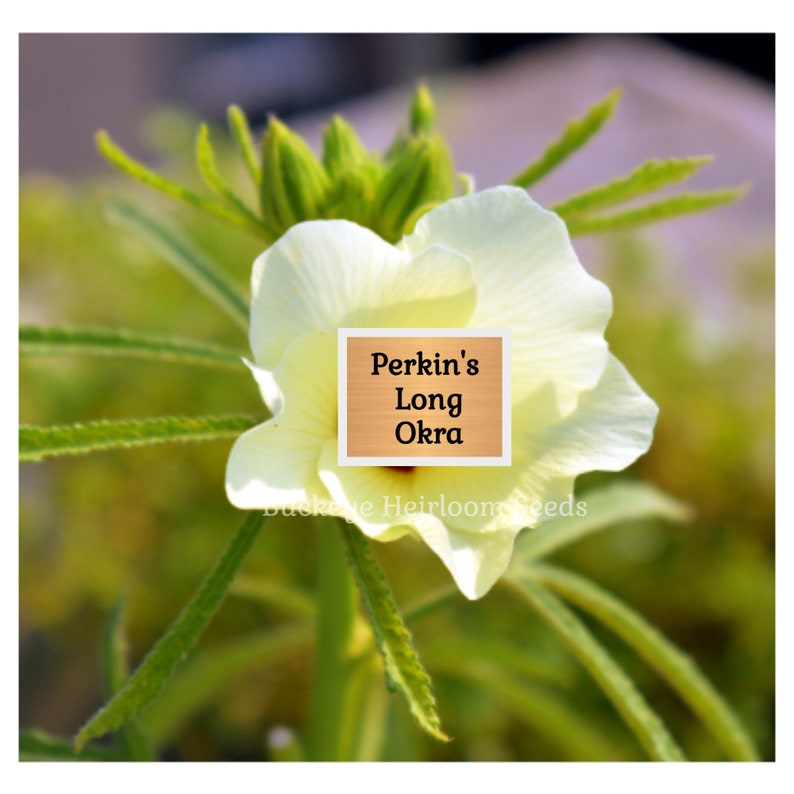 Perkins Long Pod Okra Seeds -heirloom - Early Harvest - High Yield ...