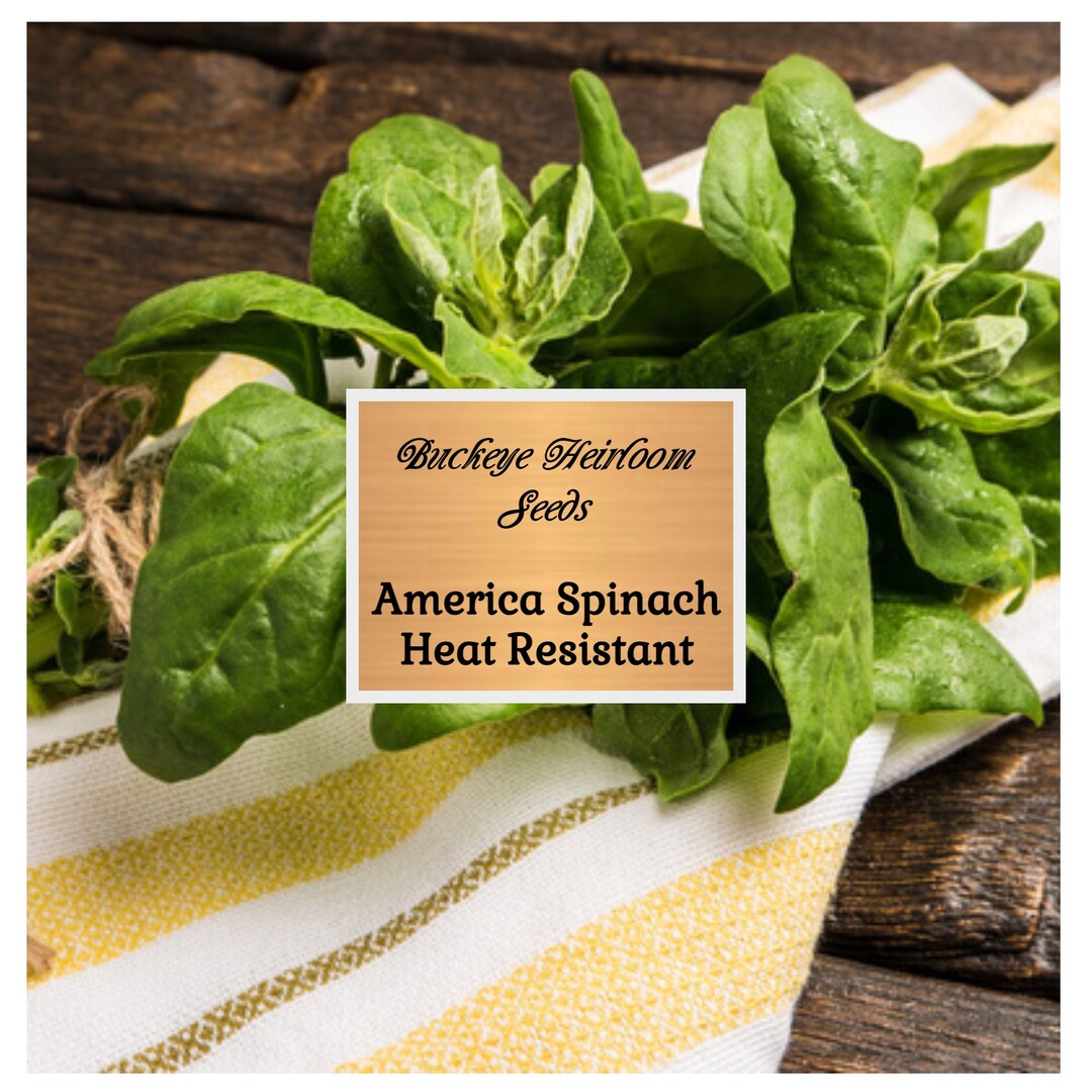America Spinach Seeds - Heirloom - Non Gmo - Slow to Bolt - Resistant ...
