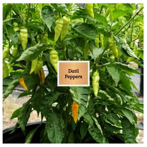 Datil Pepper Seeds - St. Augustine's - Hot Little Secret - Buckeye ...