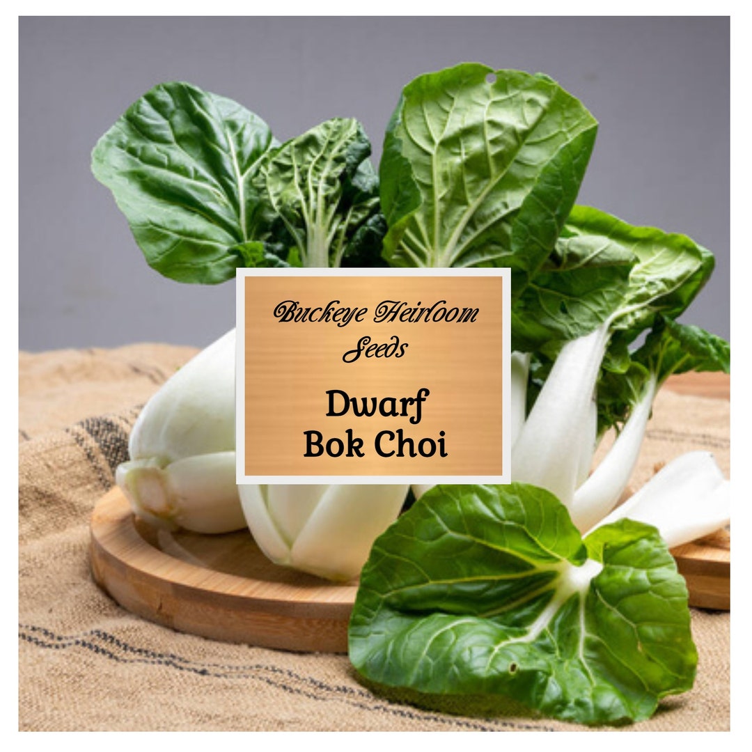 Bok Choi- Extra Dwarf Canton - Pak Choi, Seeds - Non GMO -bok Choy - Pac Choy - Heirloom - Etsy