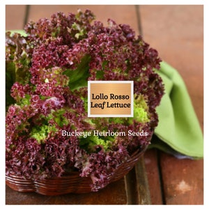 Lollo Rossa Leaf Lettuce - 200 Seeds - Heirloom - Non-gmo - Organic ...
