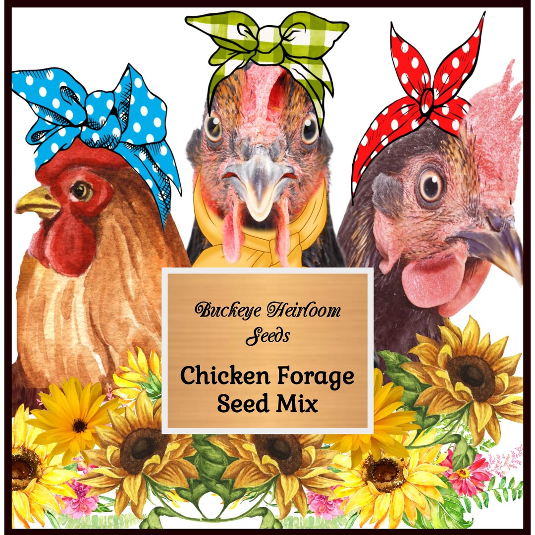 Chicken Forage Seed Mix to Grow for Your Chickens the Most Incredible ...
