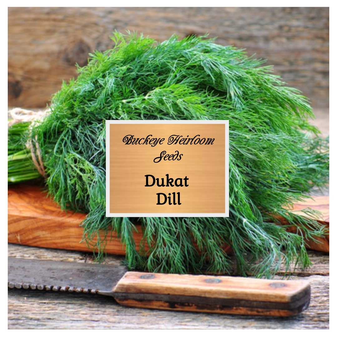 Dukat Dill - Seeds - Non GMO - Heirloom - Buckeye Heirloom Seeds - Etsy
