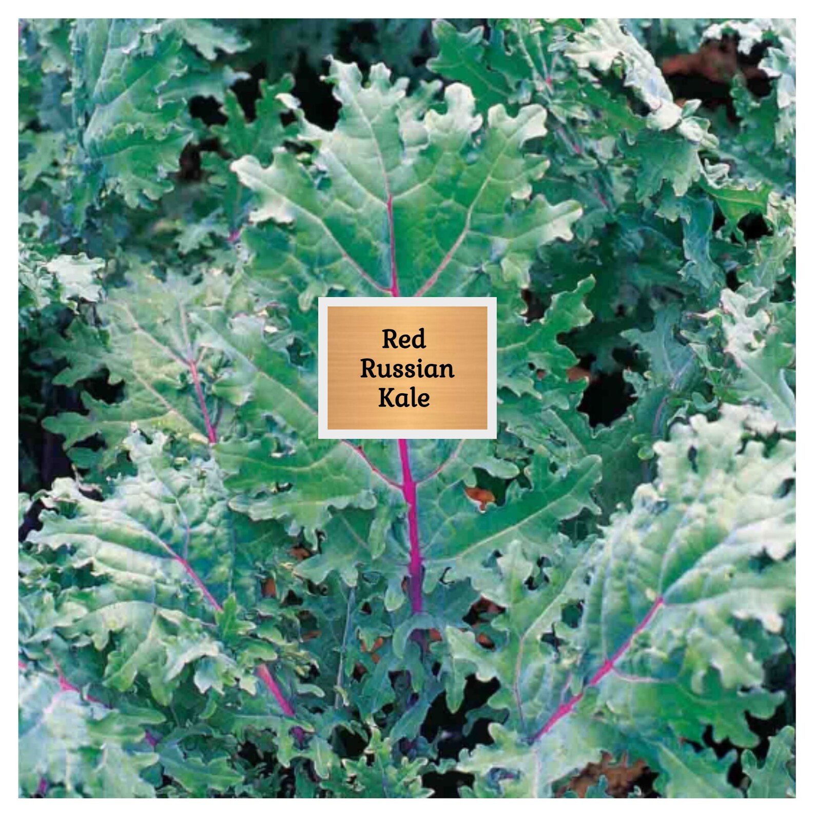 Red Russian - Kale Seeds - Culinary Herb - Salad Greens - GMO Free ...