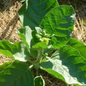 Mapacho Aztec Ceremonial Tobacco Nicotiana Rustica - Etsy