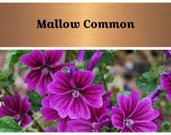 Common Mallow Seeds malva Sylvestris Packet of 25 Seeds - Etsy