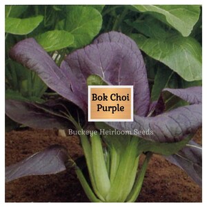 Bok Choi - Purple Magic Pak Choi Hybrid - Seeds - Non GMO - Etsy