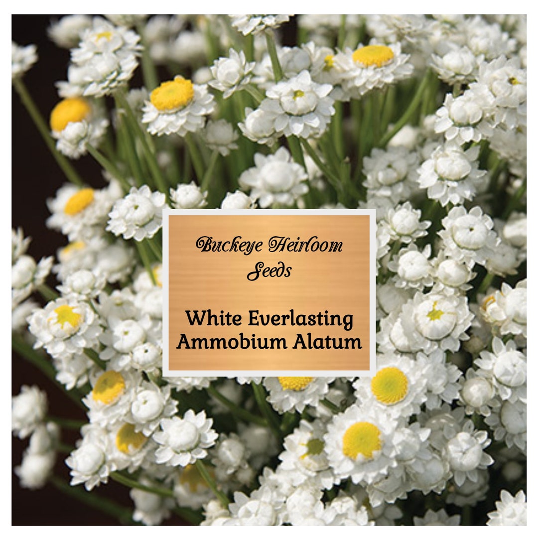 Winged Everlasting - Ammobium Alatum - Flower Seeds - Perennials ...