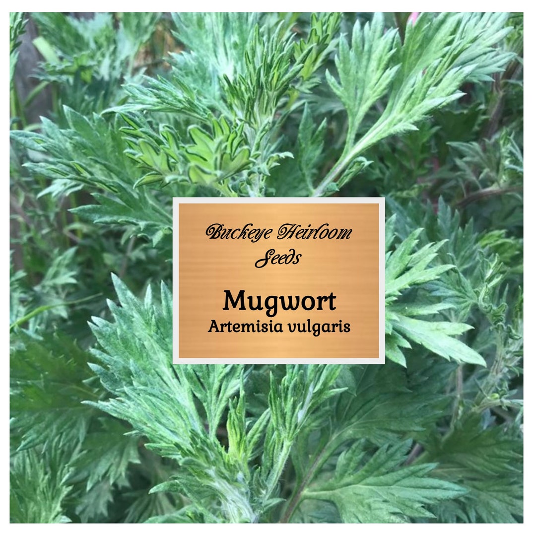 Mugwort Seeds - Herb (artemisia Vulgaris) - Aromatic - Used in Herbal ...