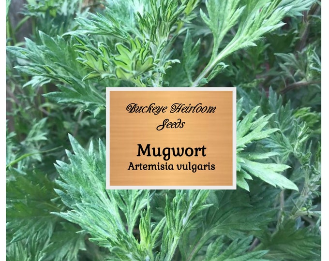 More Than 8 MUGWORT Small Live Plant in 4” Pot and Dried Herbal ...
