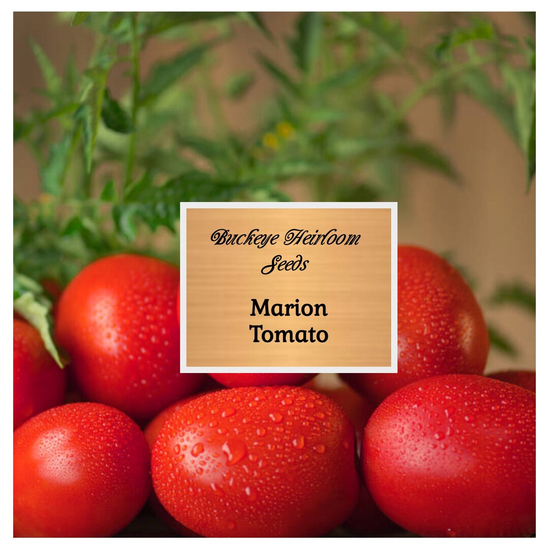 Marion Tomato - Seeds - NON-GMO - Heirloom - Great for Sauce or Eating ...