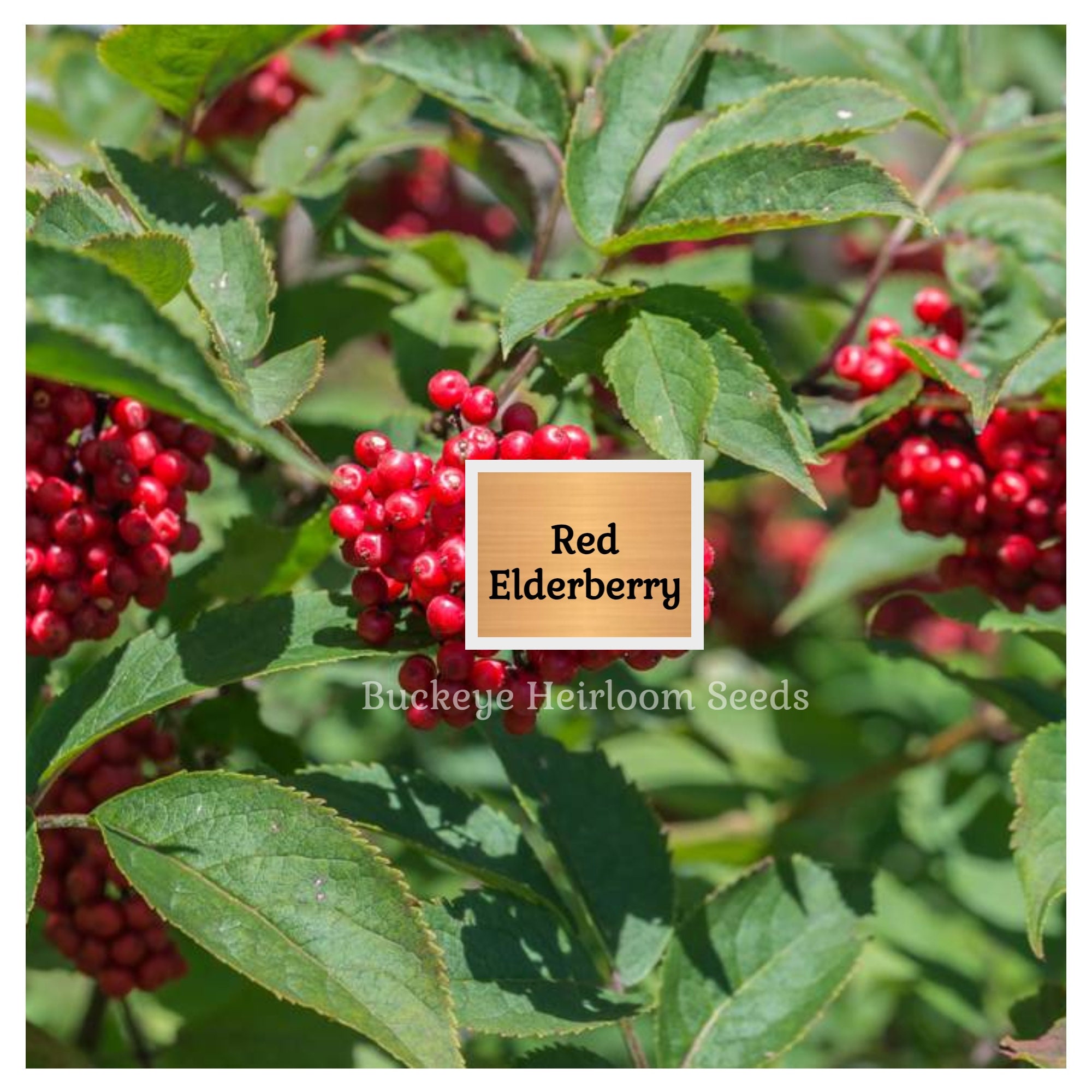 200 Red Elderberry Seeds- (sambucus Racemosa) - Non GMO - Buckeye ...