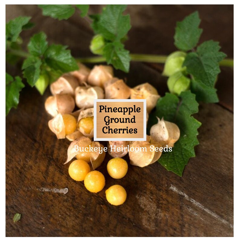 Pineapple Ground Cherry Seeds - Physalis Pruinosa - so Yummy - Buckeye ...