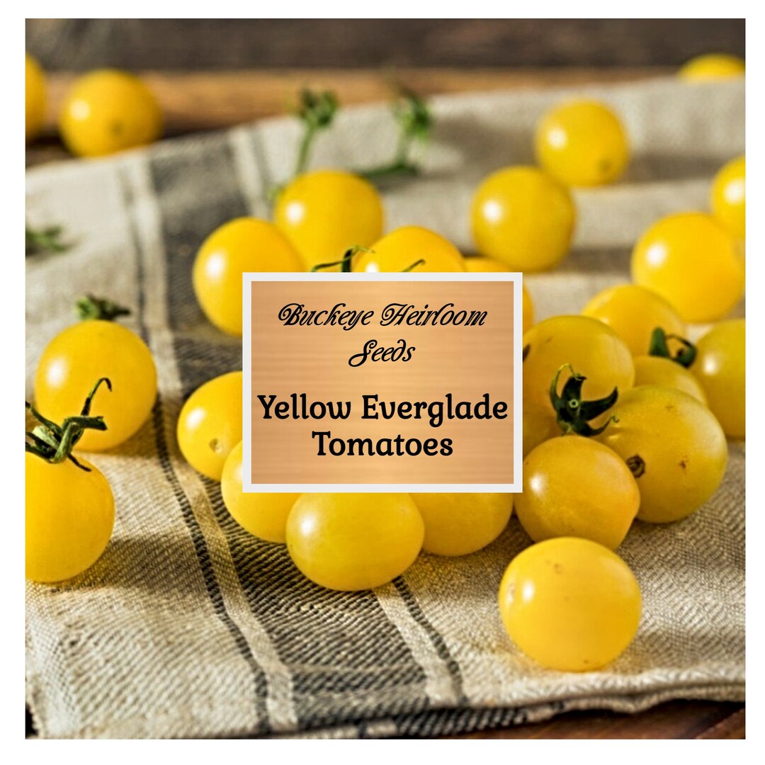 Florida Yellow Everglade Tomato - Seeds - Florida Native - Heat ...