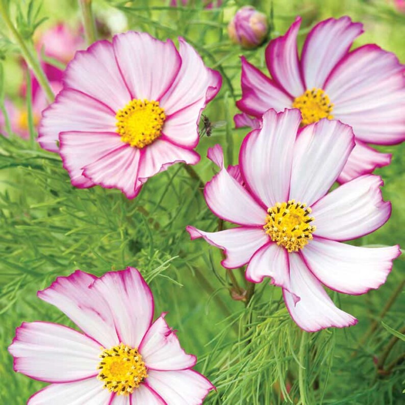Cosmos Picotee Flower Seeds Bee and Butterfly Pollinator - Etsy