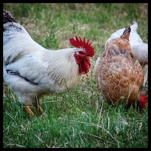 Chicken Forage Seed Mix - to Grow for Your Chickens - the Most ...