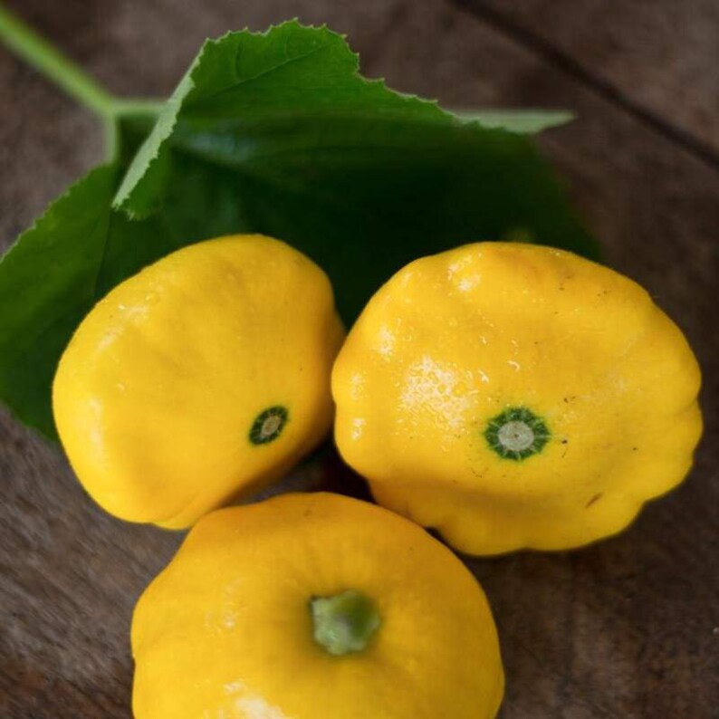 Sunburst Yellow Patty Pan Bush Scallop Squash 30 Seeds | Etsy