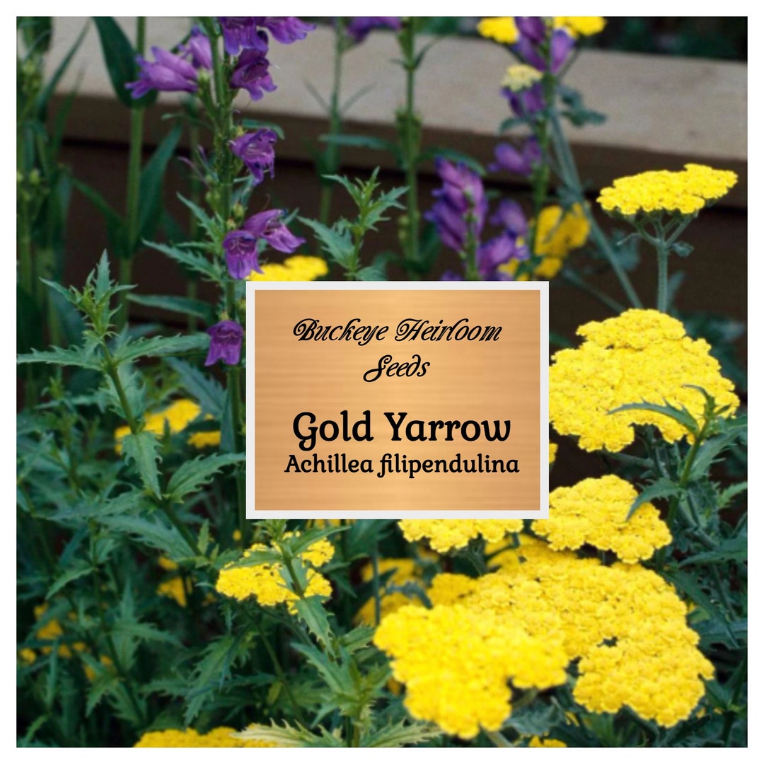 Gold Yarrow Seeds - Yarrow Flowers - Open Pollinated - Non-gmo ...