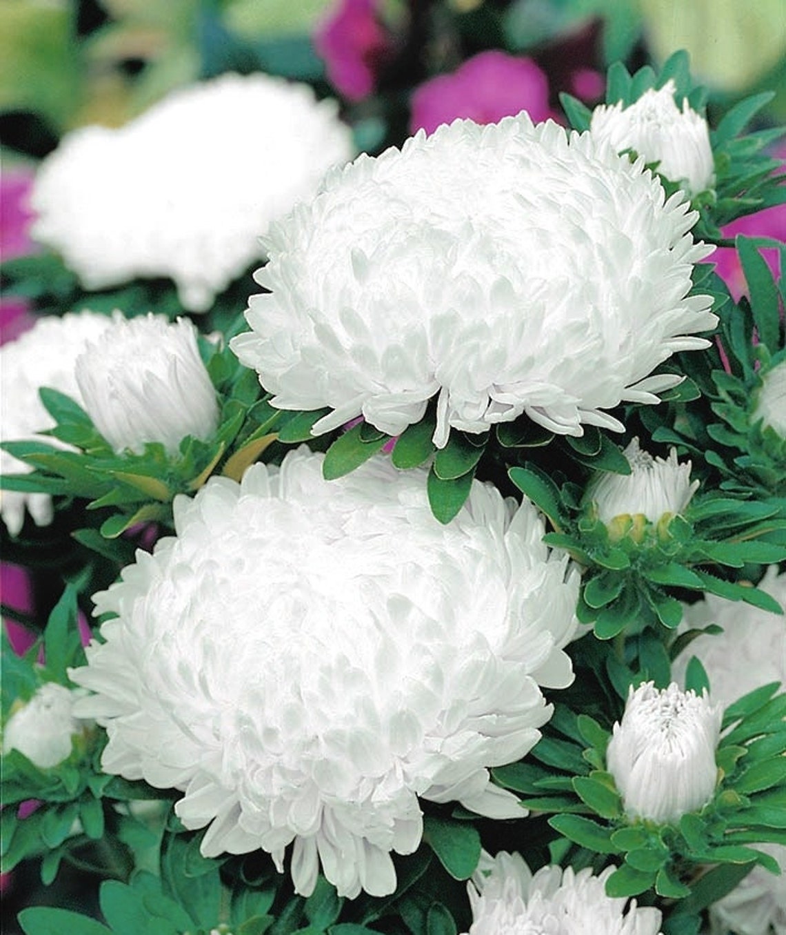 Aster Duchess Tall White Seeds callistephus Tall Paeony - Etsy