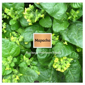 Mapacho - Aztec Ceremonial - Tobacco - Nicotiana Rustica - Makhorka ...