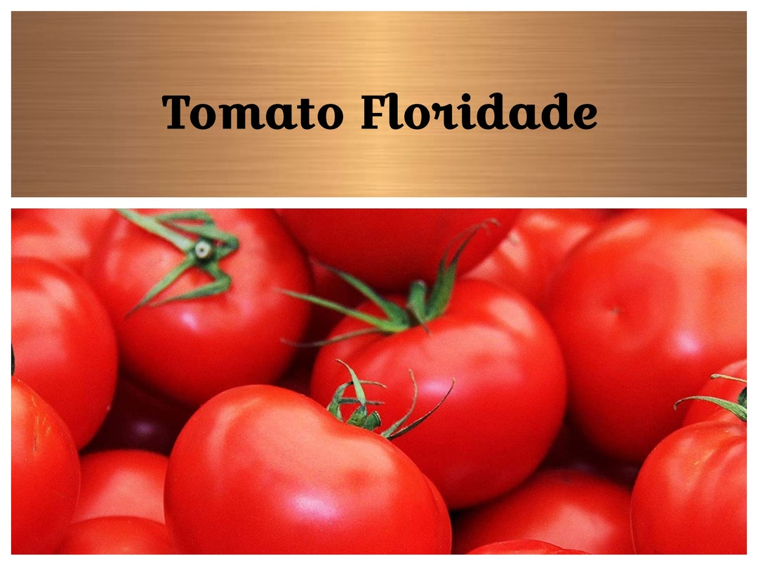 Tomato Floridade 300 Seeds Heirloom Loves Hot & Humid - Etsy