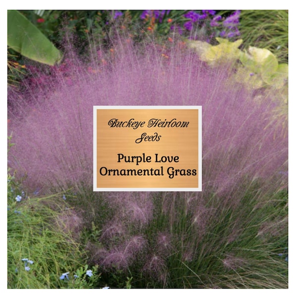 Purple Love Grass - Etsy